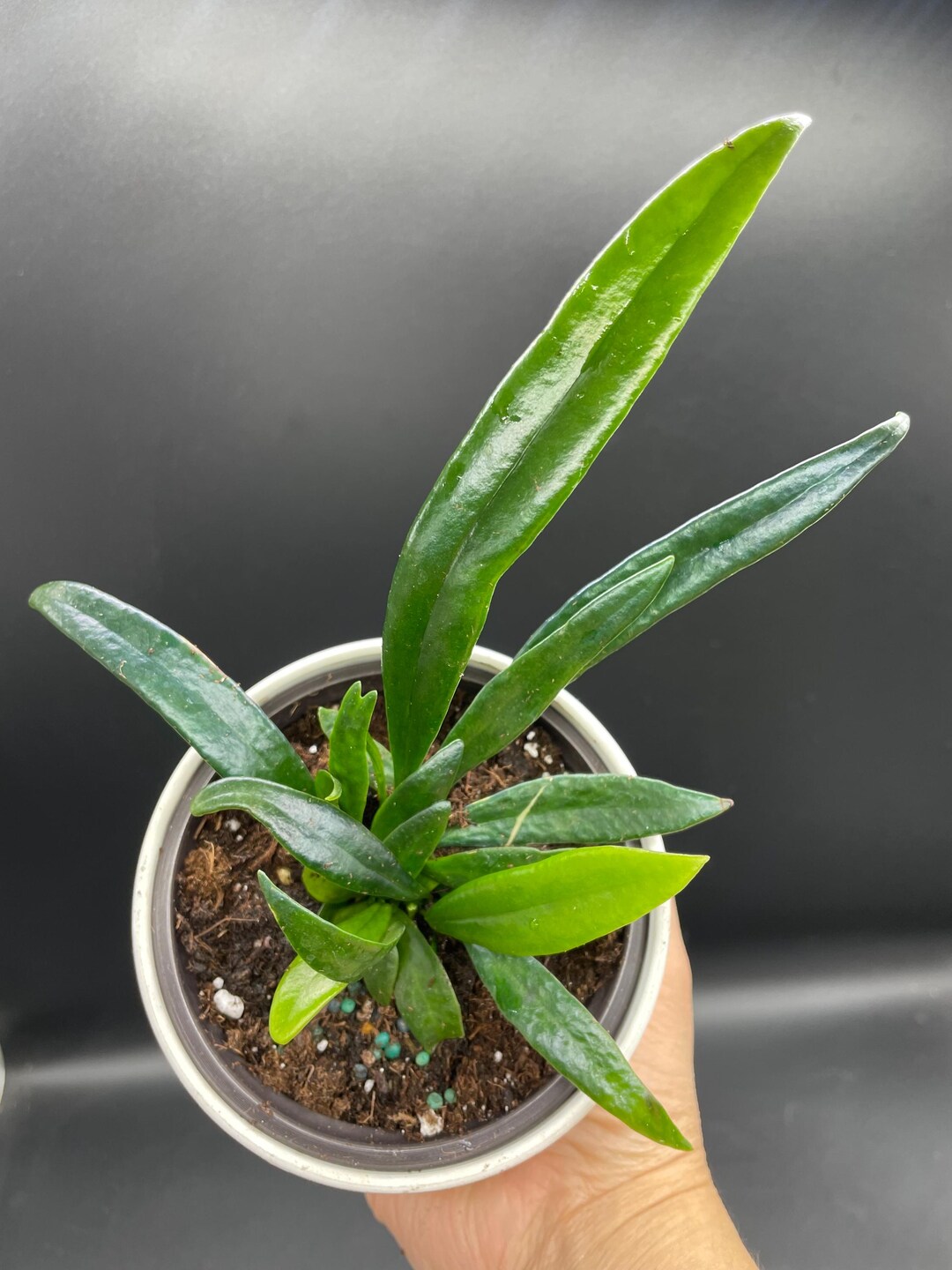 4 Blue Oil Fern Pot With Multiple Plants and Growth Rare Microsorum ...