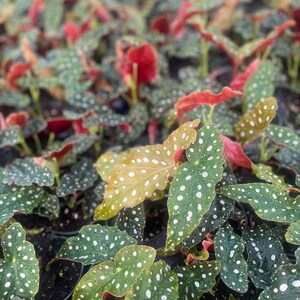 4” Begonia Maculata Plant - Polka Dot - Angel Wings - Showy Home Decor - Spotted Houseplant ...