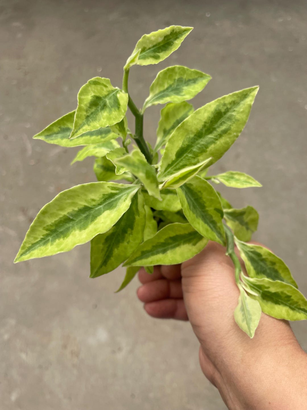 3 Variegated Devils Backbone Plant Euphorbia Tithymaloides Pot ...