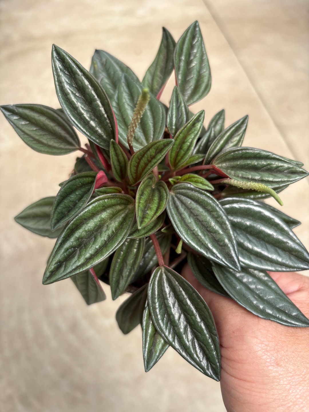 4” Rosso Peperomia Radiator Plant Pot - Dark Green Pointed Leaves ...