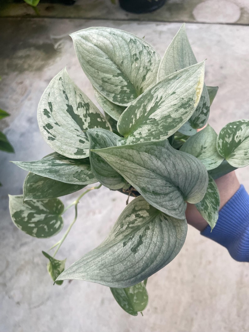 4” Silvery Ann Scindapsus Plant Pot - SILVER - Fully Rooted Silver ...
