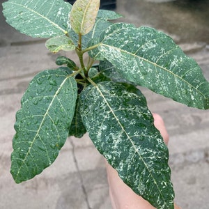 4 Ficus Clown Fig Pot Ficus Aspera Rare Houseplant - Etsy