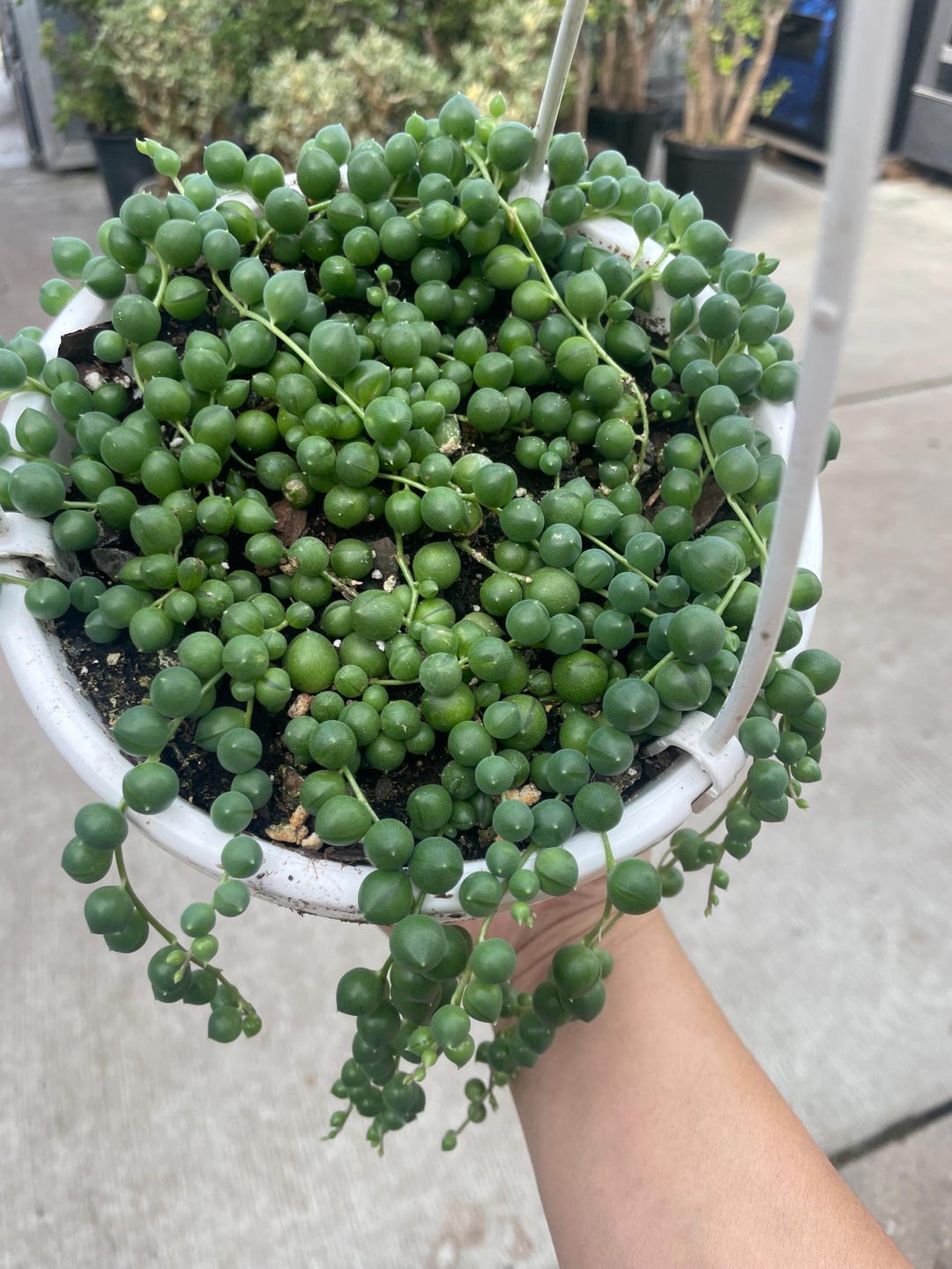 6 String of Pearls Hanging Basket Curio Rowleyanus Plant Trailing and ...