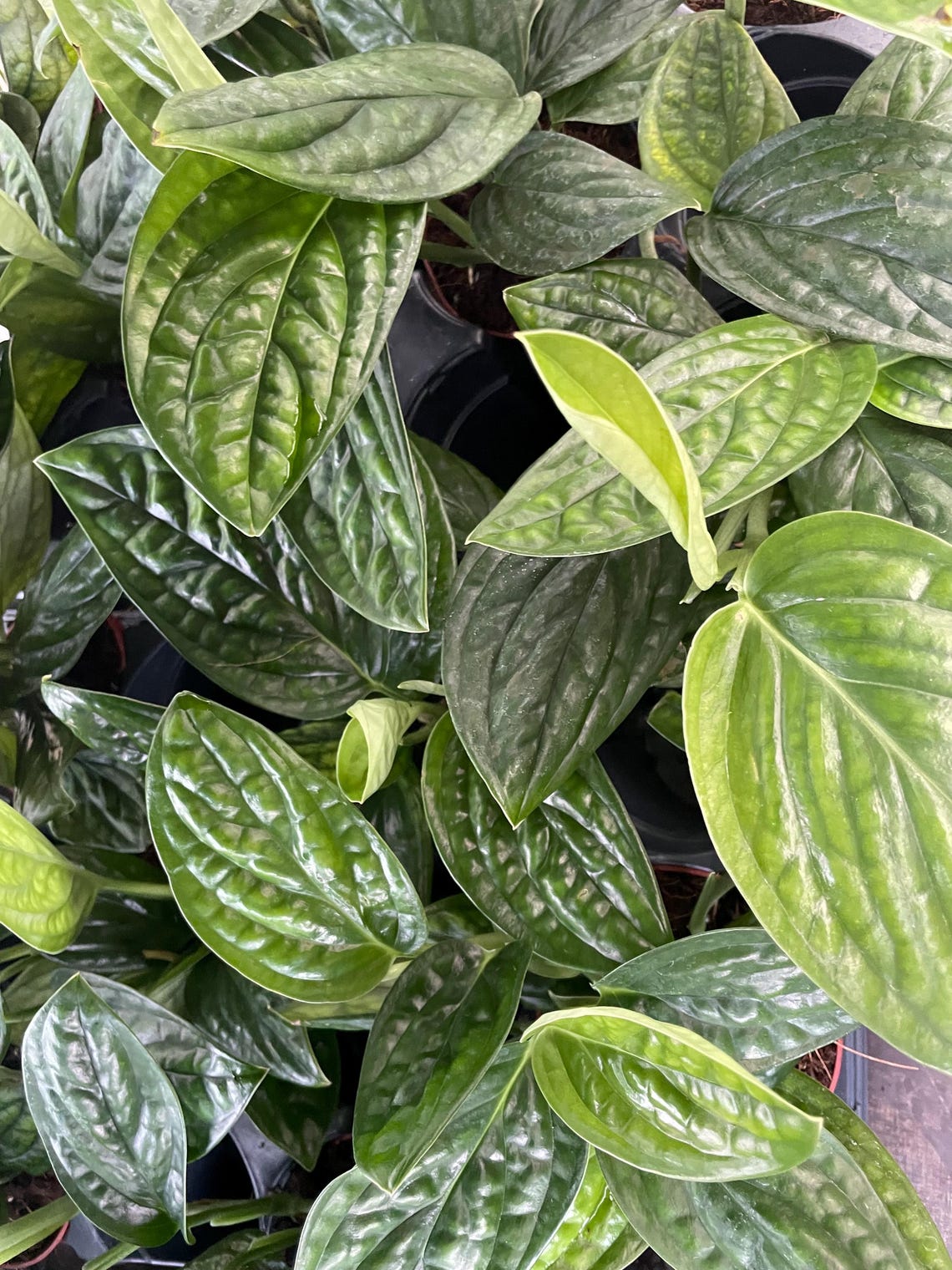 4” Monstera Peru Pot - Karstenianum Plant - Big Foliage Leaves - Fully ...