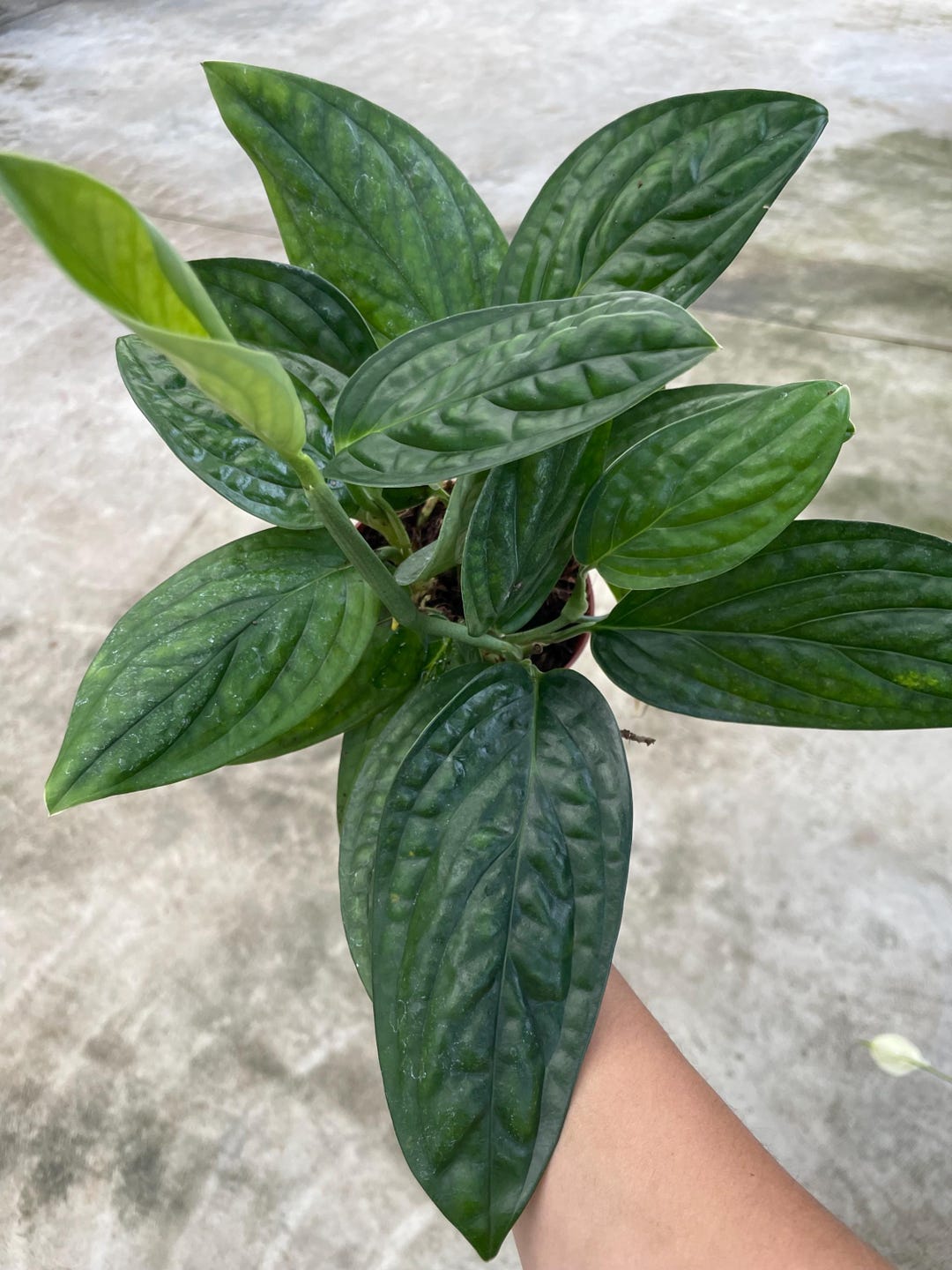4” Monstera Peru Pot - Karstenianum Plant - Big Foliage Leaves - Fully ...