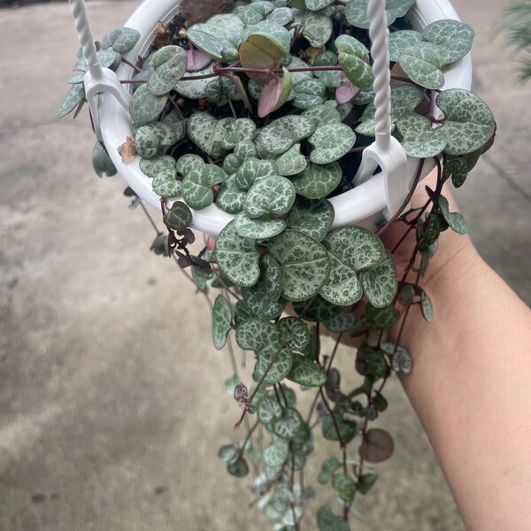 Silver Glory String of Hearts - Etsy