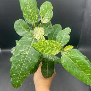 4 Ficus Clown Fig Pot Ficus Aspera Rare Houseplant - Etsy