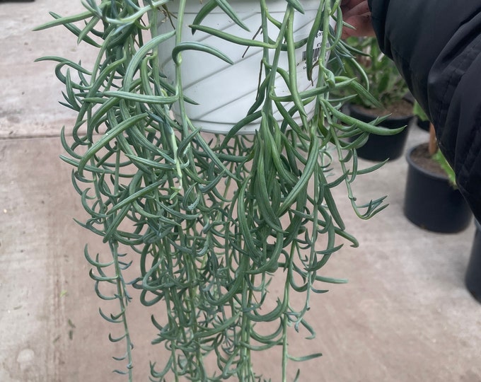 String of Fishhooks 6 Inch Live Succulent Hanging Plant Indoor Plant ...