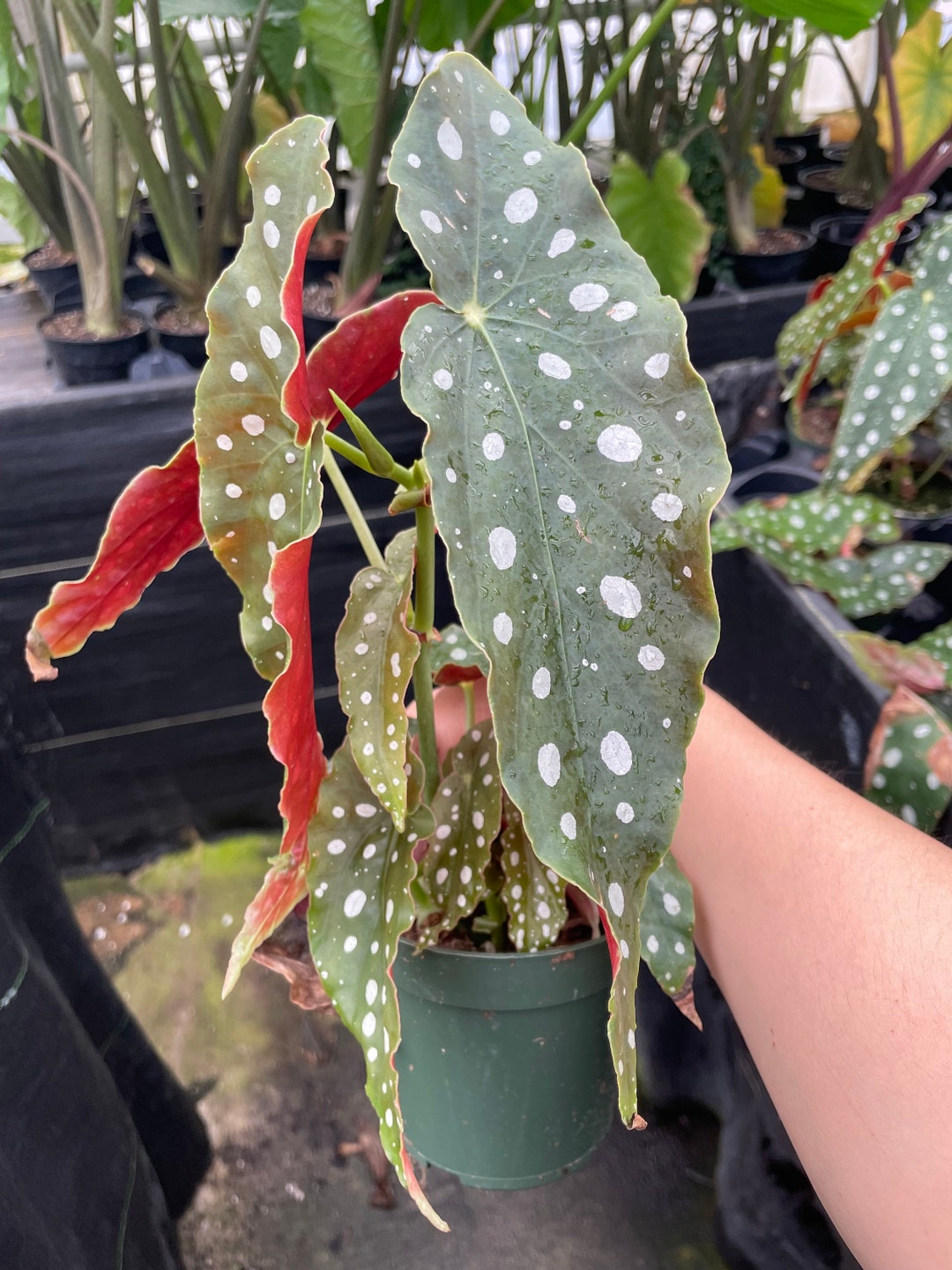 4” Begonia Maculata Plant - Polka Dot - Angel Wings - Showy Home Decor - Spotted Houseplant ...