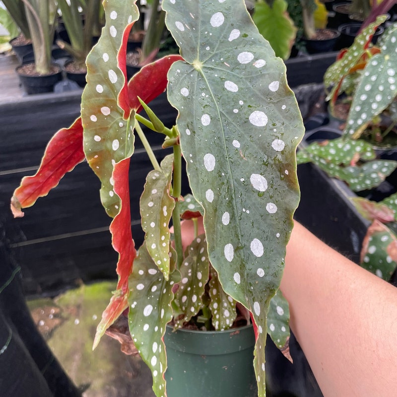 Moonlight Butterfly Begonia - Etsy