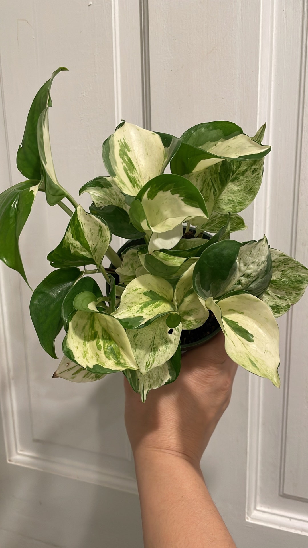 4” Manjula Pothos Plant Pot - Epipremnum Aurea - Many Rooted Strands ...