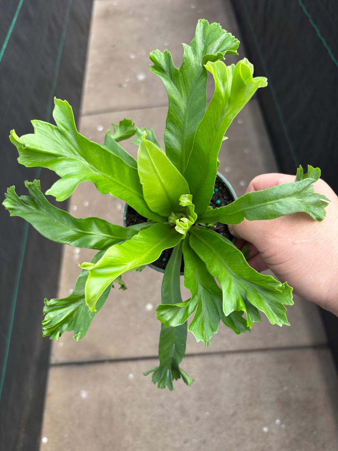 4” BIRD’S NEST LESLIE Fern Pot - Asplenium Antiquum Houseplant ...