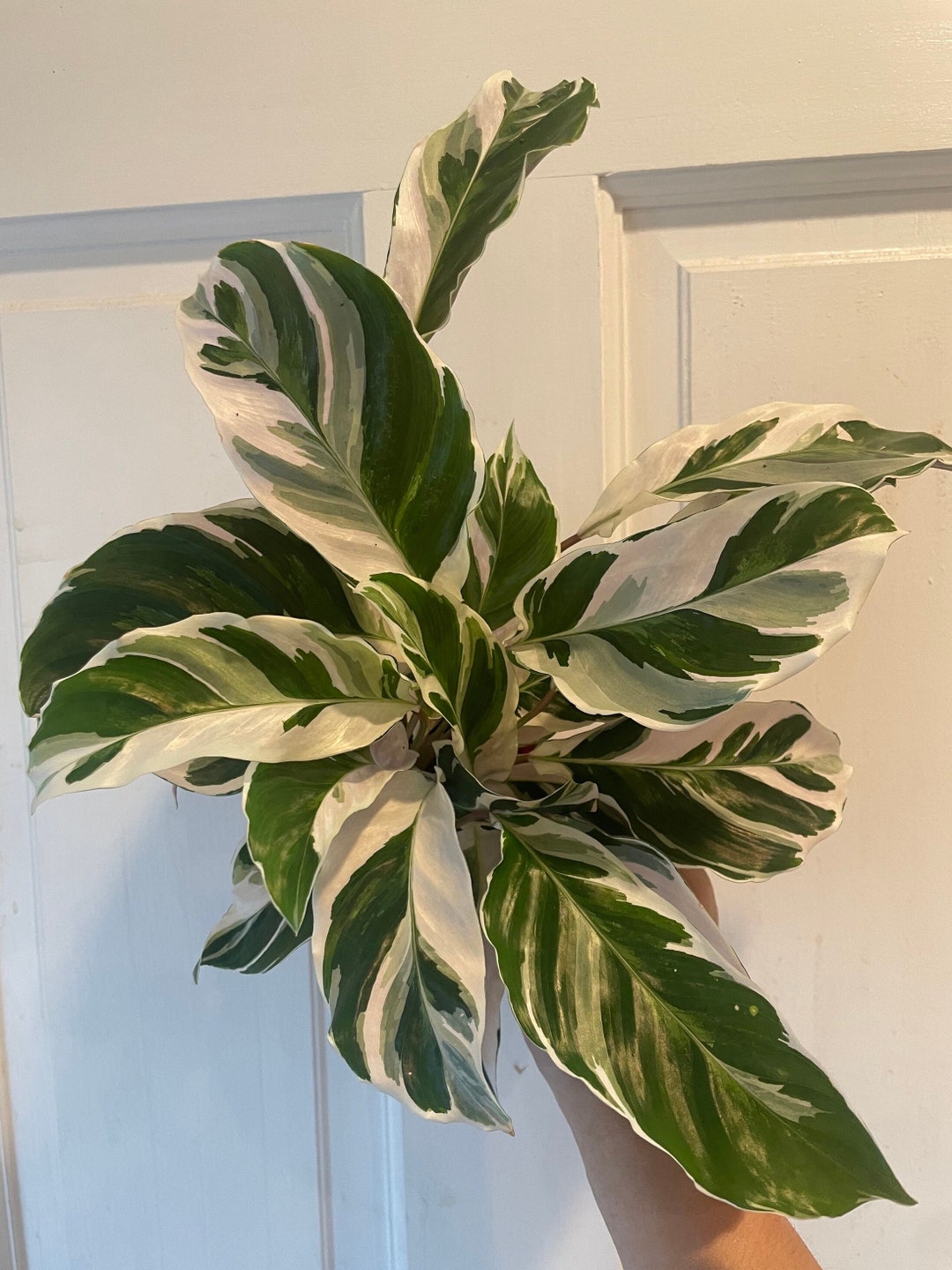 4 White Fusion Calathea Pot Beautiful Pattern Leaves Eye Catching ...
