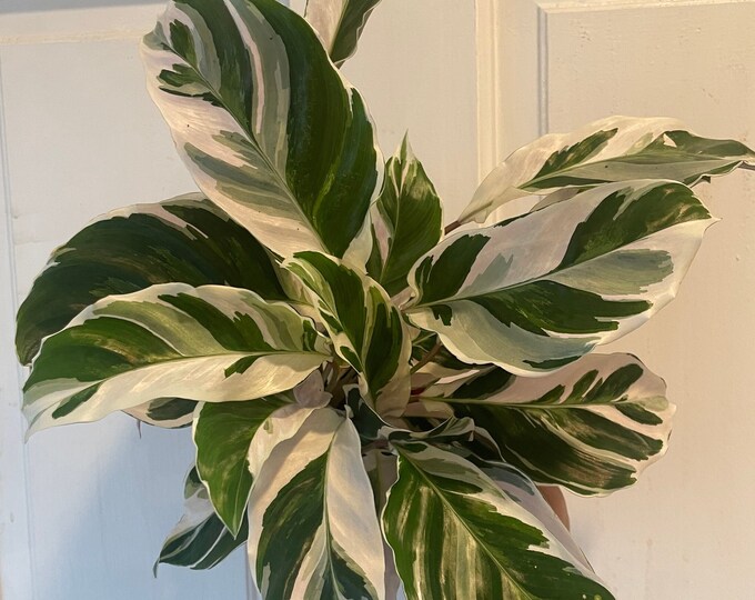 4” White Fusion Calathea Pot - Beautiful Pattern Leaves - Eye Catching ...