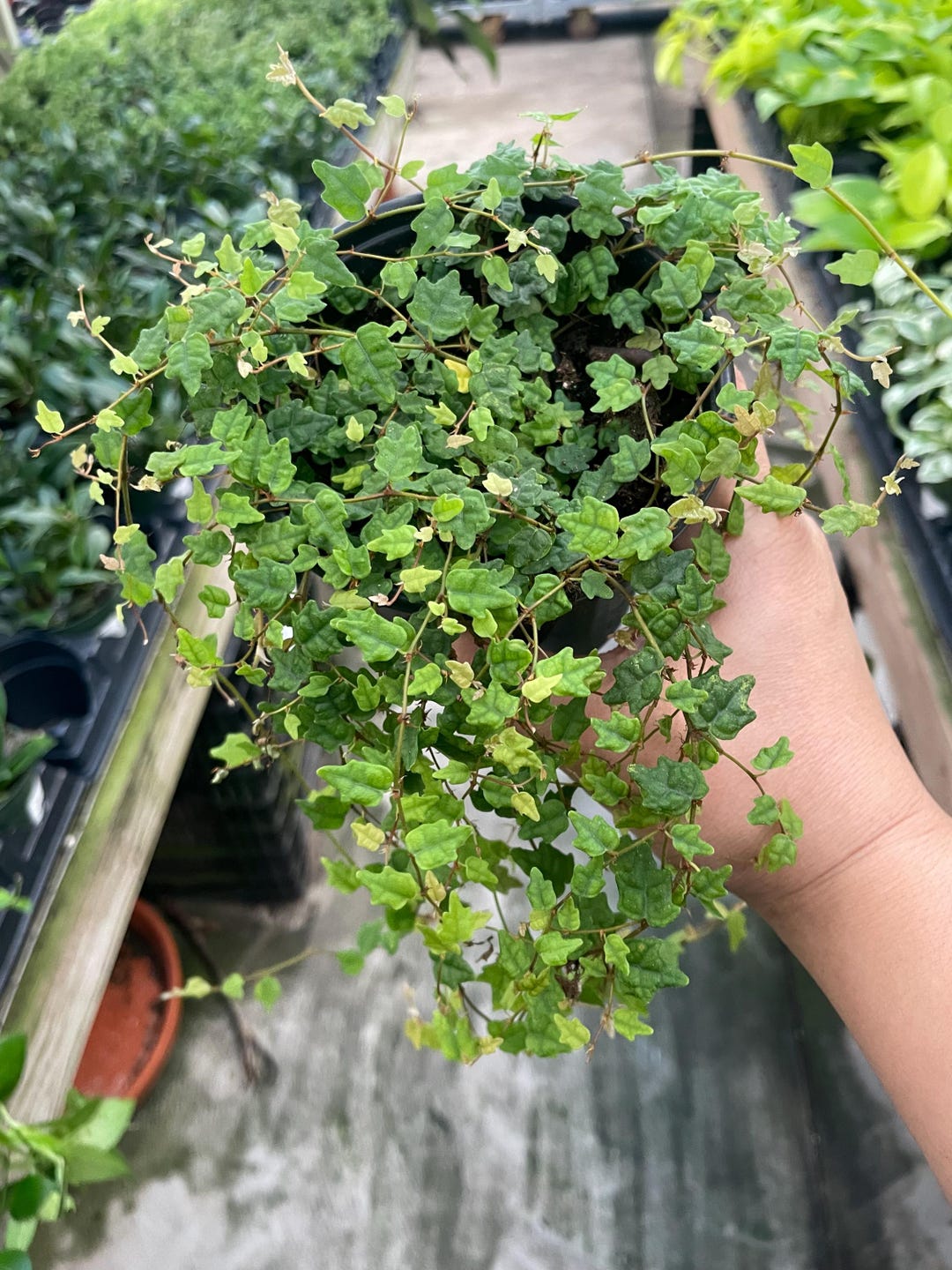 4” String of Frogs - Ficus Quercifolia Pot - Cute Frog Pattern Leaves ...