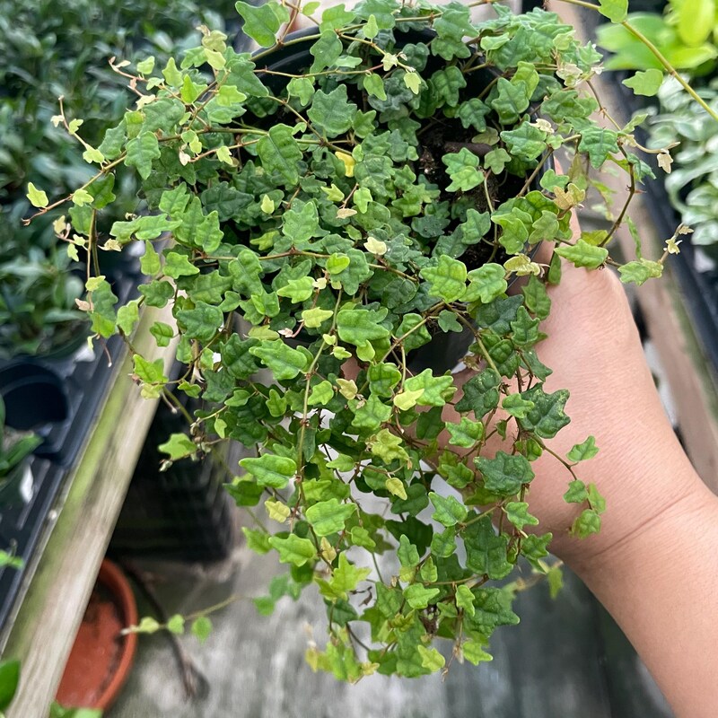 String of Frogs - Etsy