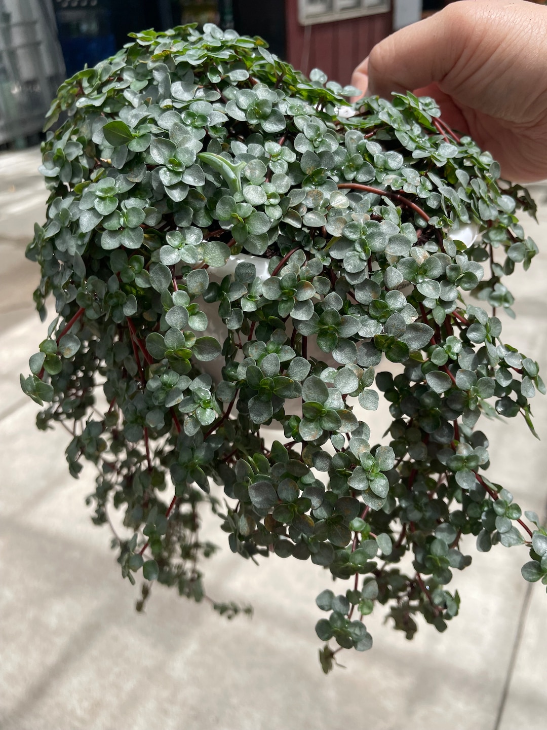 4.5" PILEA GLAUCA Hanging Basket - Peperomia Pilea Baby Tears Plant ...