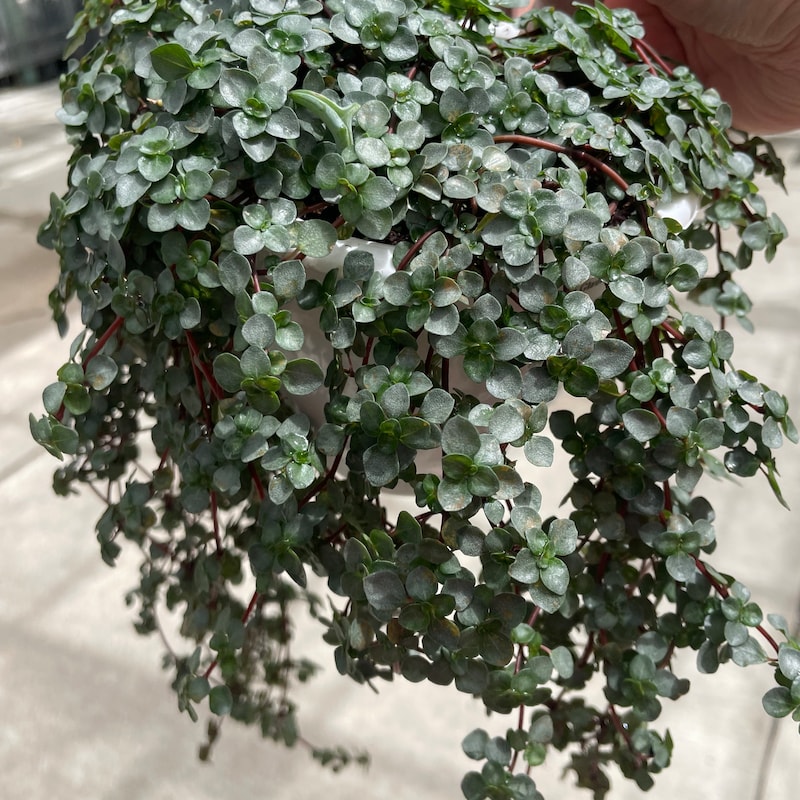 Trailing Plant - Etsy