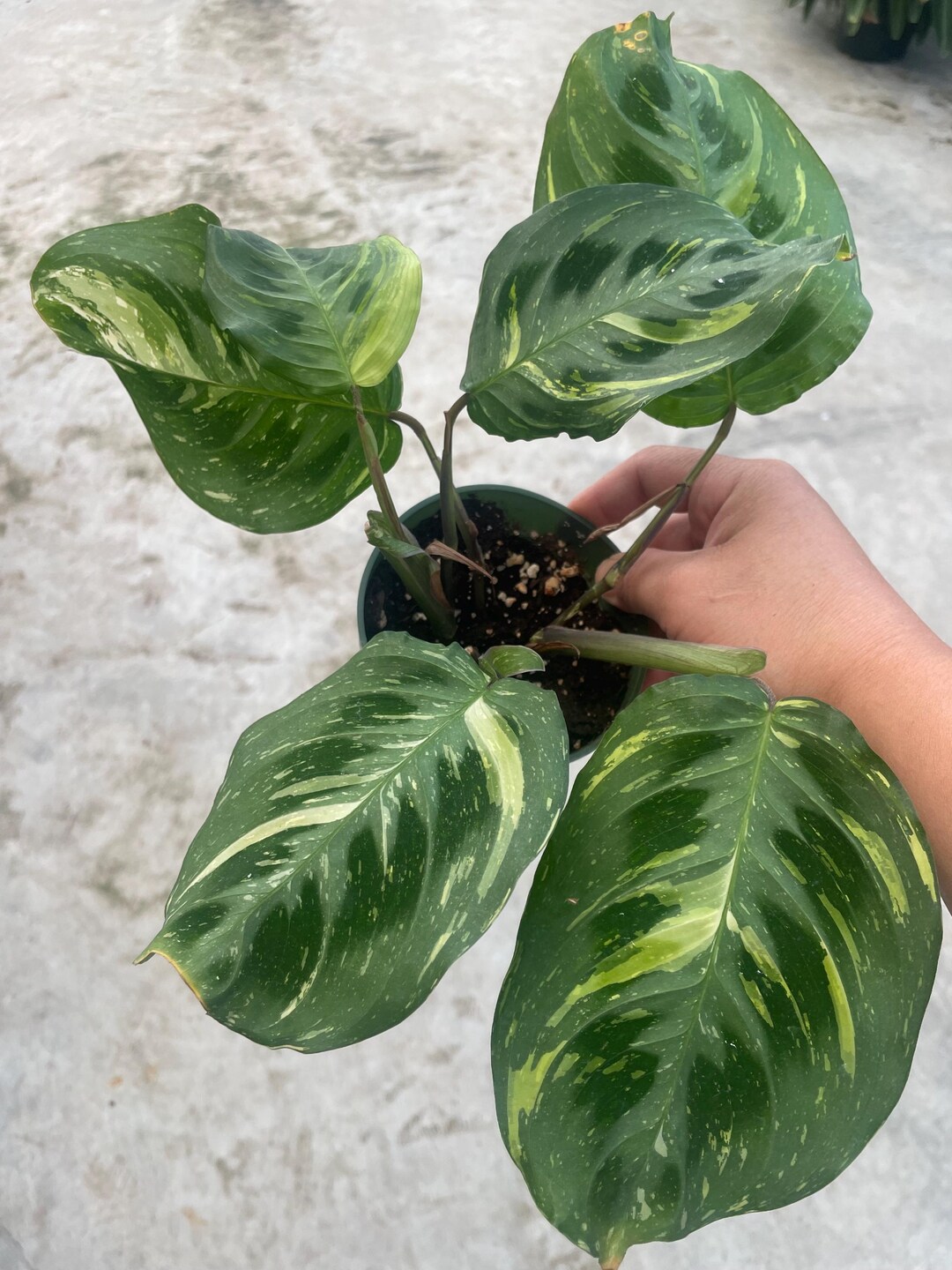 4” VARIEGATED Maranta Calathea Plant Pot - Prayer Houseplant- Splashy ...