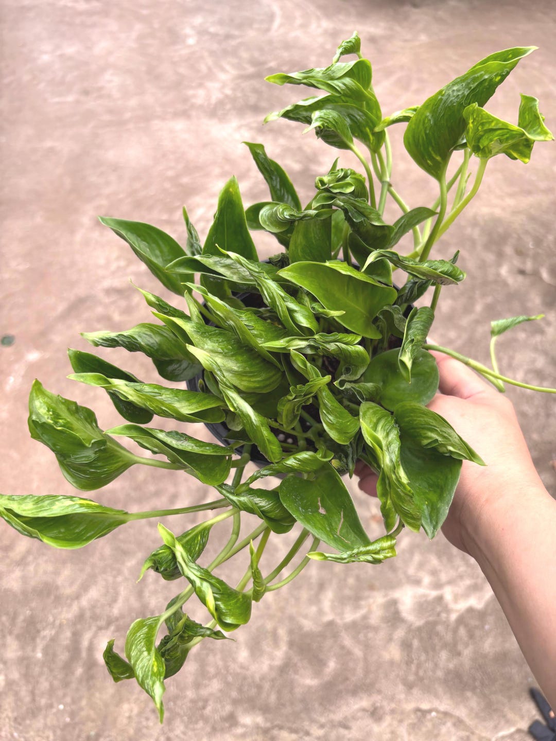 6” AUREA La Pothos Trailing Plant Pot - Multiple Growth Points ...