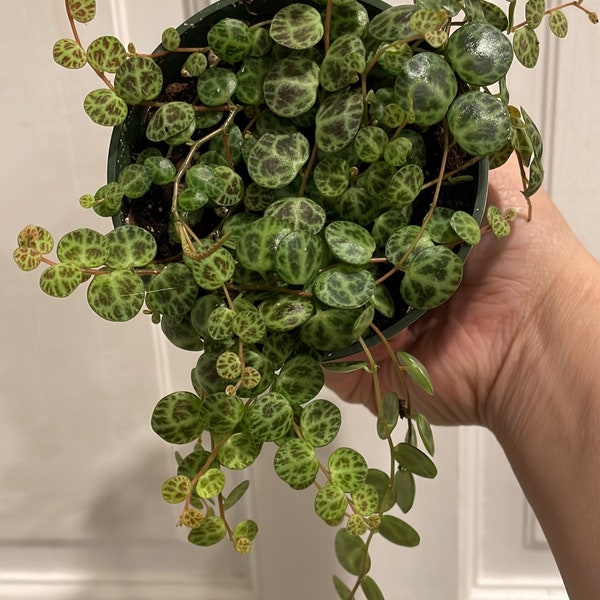 String of Turtles Plant - Etsy