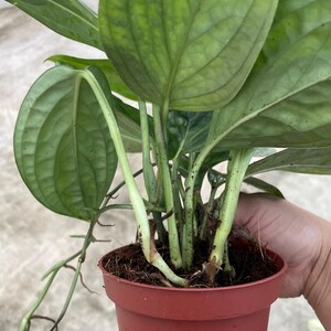 4” Monstera Peru Pot - Karstenianum Plant - Big Foliage Leaves - Fully ...
