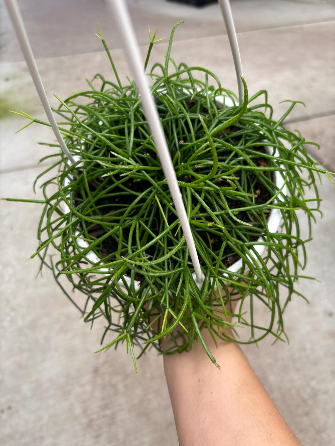 6” Rhipsalis Cashero Hanging Basket - Rooted Bushy Mistletoe Plant ...