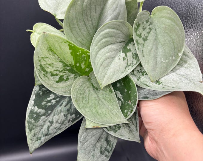 4” Silvery Ann Scindapsus Plant Pot - SILVER - Fully Rooted Silver ...