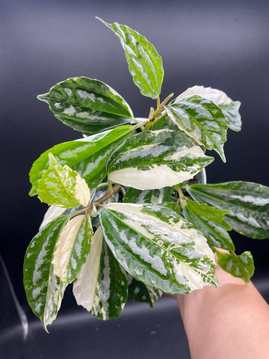 4 Cadierei Variegata Pilea Pot Beautiful Variegation Plant Striking ...