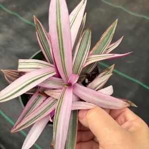 4” RHOEO RAINBOW Tradescantia Pot - Spathacea Wandering Dude Pot ...