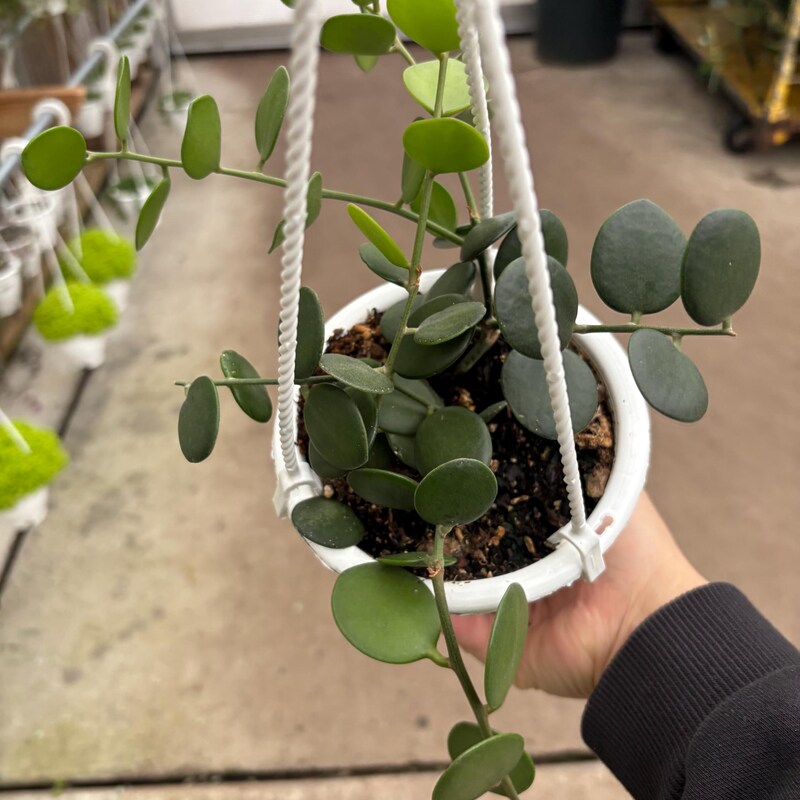 Silver Succulent - Etsy