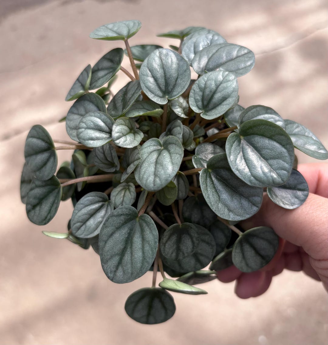 4” Little Toscani Peperomia Plant Pot - Iridescent Silvery Green Leaves ...