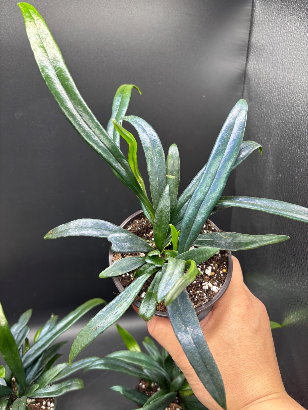 4” Blue Oil Fern Pot With Multiple Plants and Growth - Rare Microsorum ...