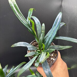 4” BLUE OIL Fern Pot With Multiple Plants and Growth - Rare Microsorum ...