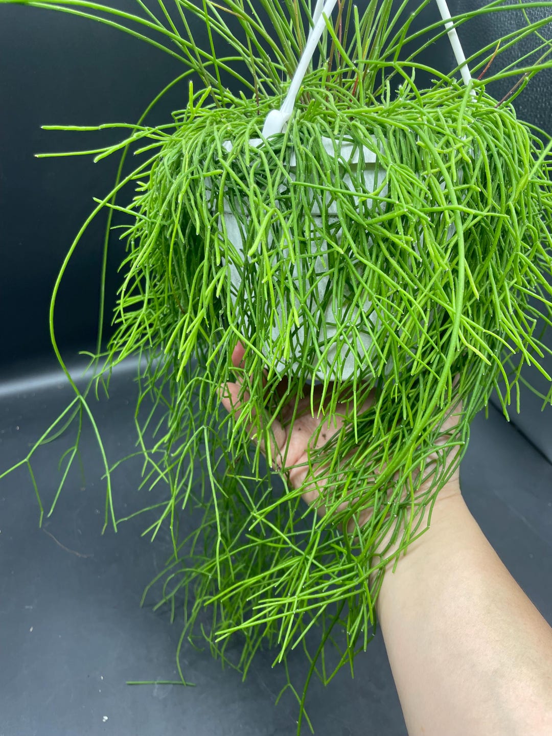 6” Rhipsalis Burchellii Plant Hanging Basket - Rooted and Trailing ...