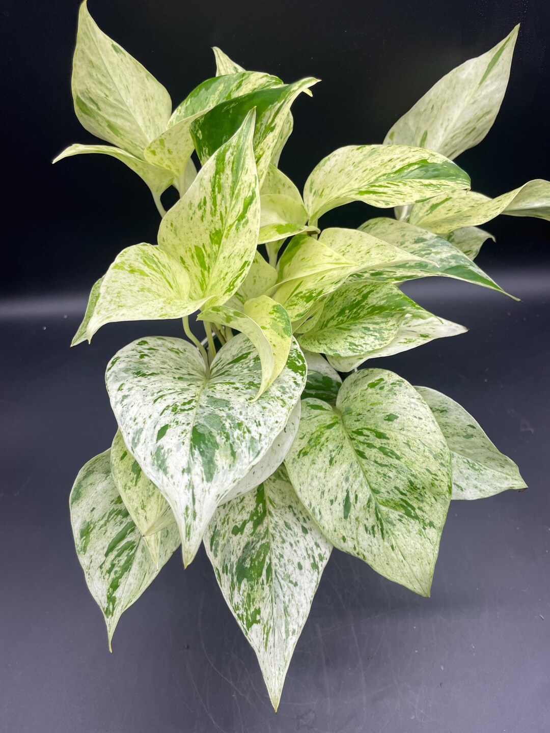 4” SNOW QUEEN Pothos Plant Pot - Beautiful White Coloration With ...