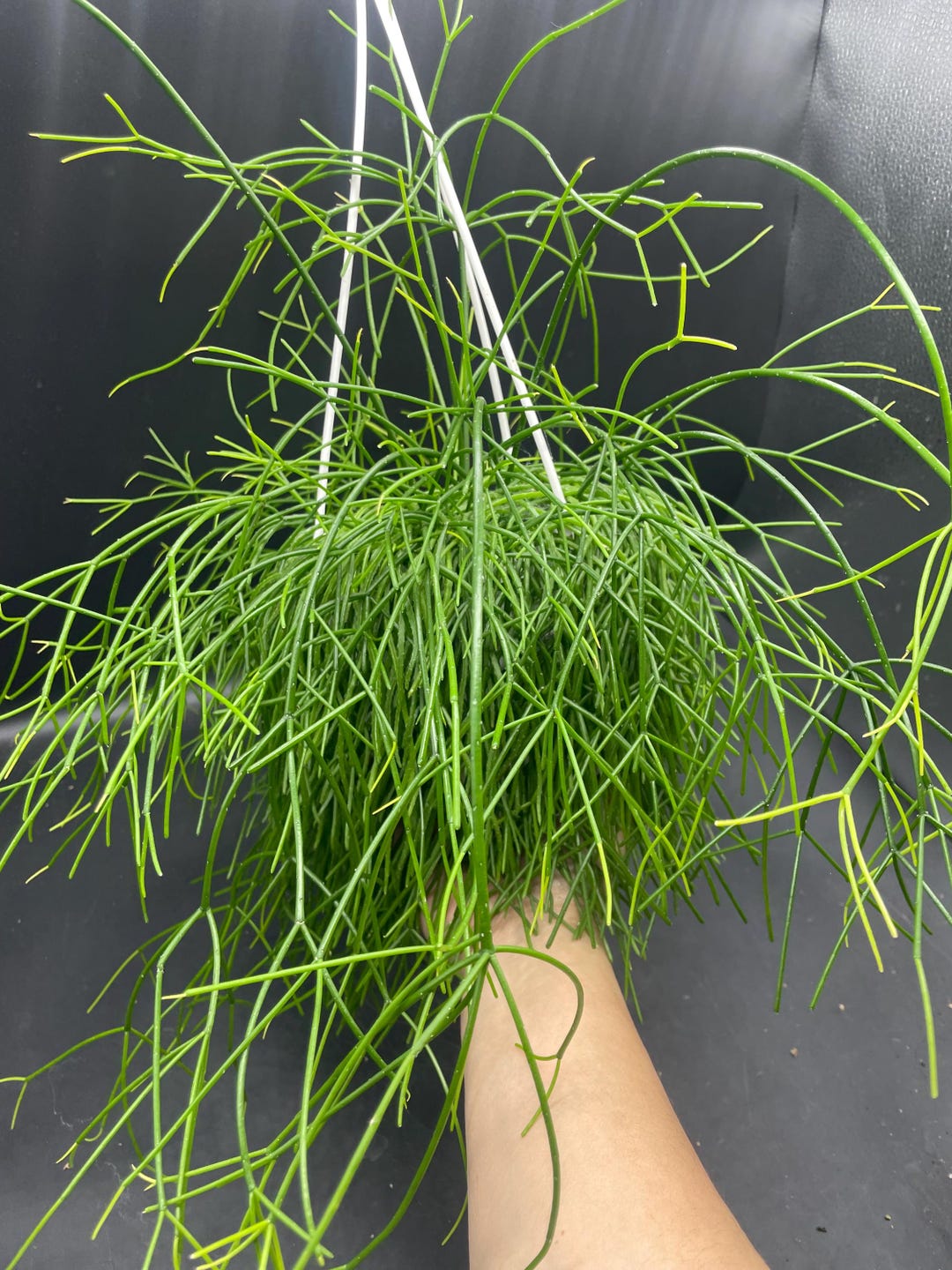 6” Rhipsalis Cashero Hanging Basket - Rooted Bushy Mistletoe Plant ...