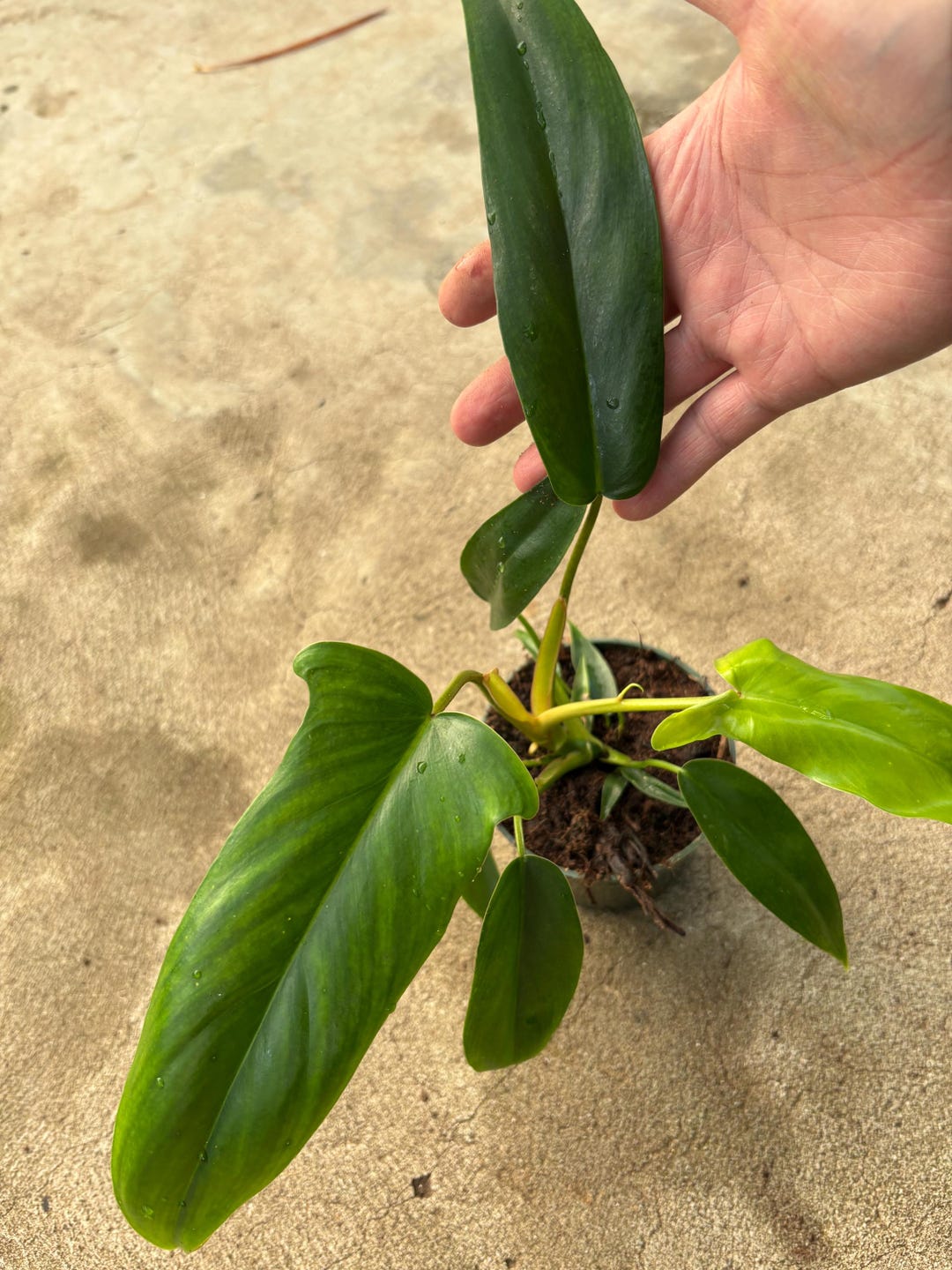 4” 69686 Plant Pot - Uncommon and Fully Rooted Heart Leaf Philodendron ...