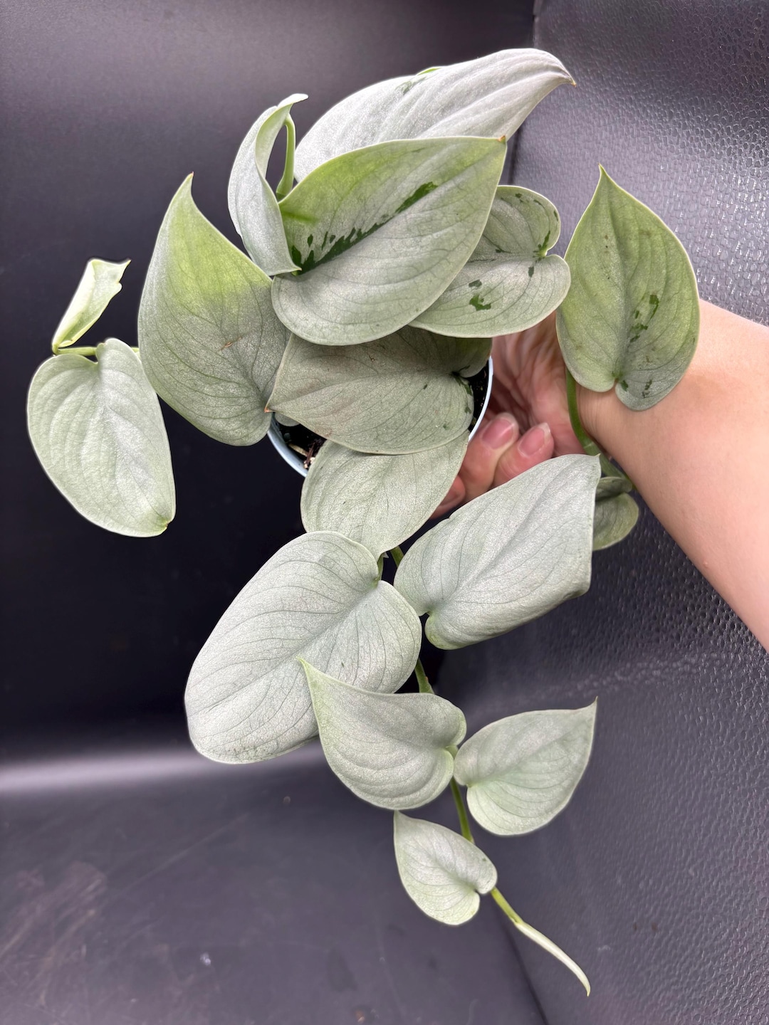 3” Sooo (TM) Silver Scindapsus Plant Pot - NEWER CULTIVAR - Lush ...