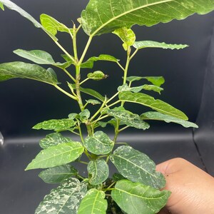 4 Ficus Clown Fig Pot Ficus Aspera Rare Houseplant - Etsy