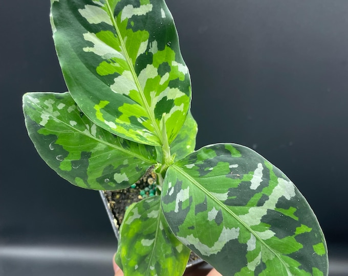 3” Aglaonema Tricolor Pictum Pot - Rare Plant - Camouflage Foliage ...