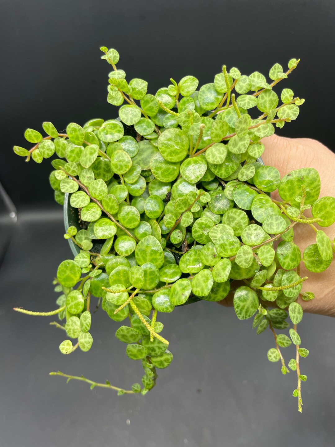 4” String of Turtles Pot With Trails and Several Rooted Strands ...