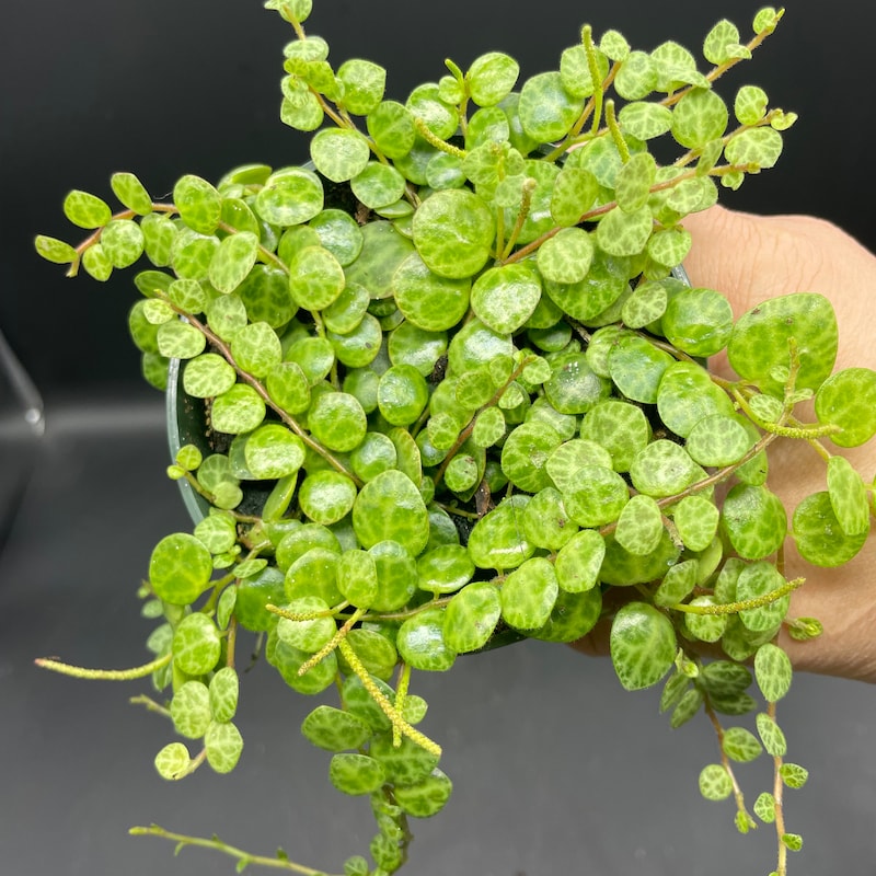 String of Turtles Plant - Etsy
