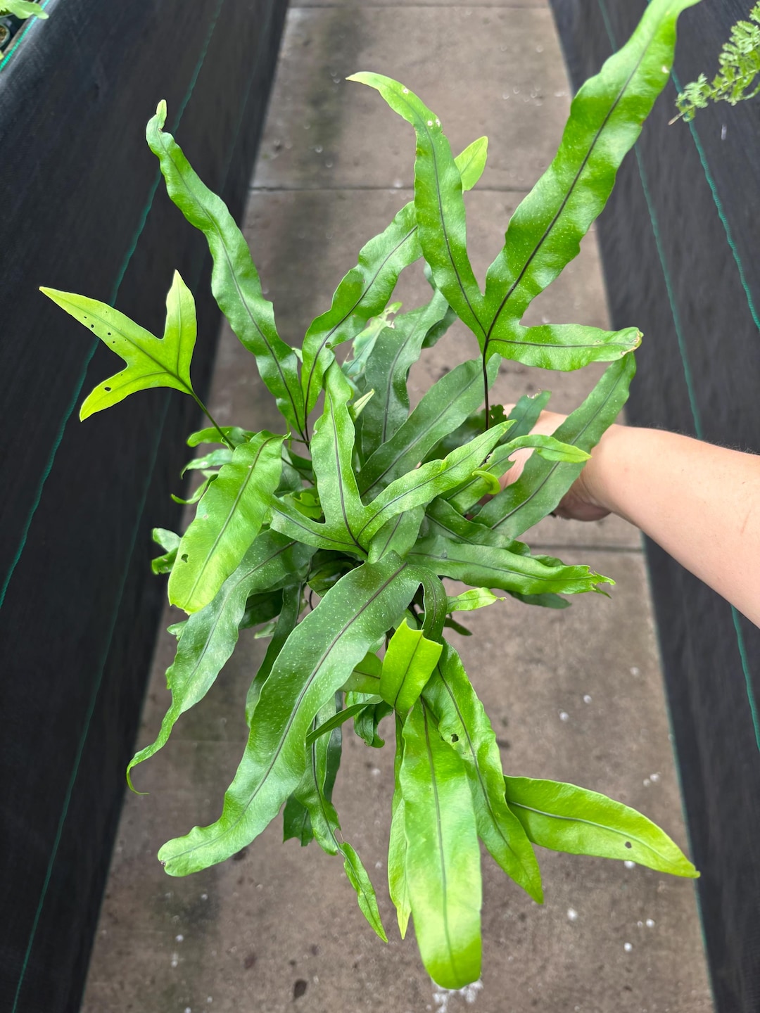 4” KANGAROO FERN Pot With Multiple Growth Points - Terrarium Houseplant ...
