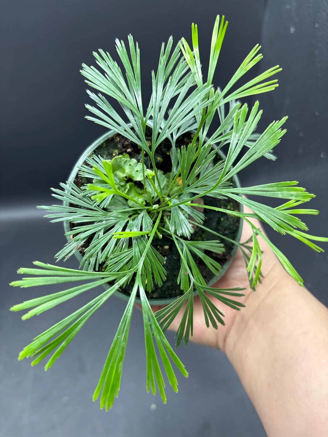 4” Eyelash Fern Pot - Actiniopteris Australis - Adorable Houseplant ...