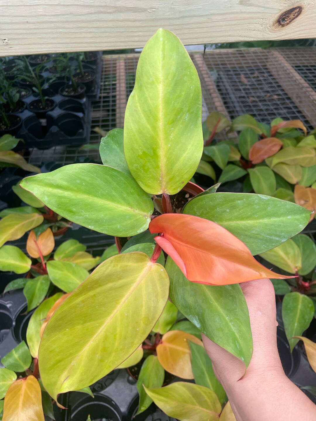 4” Prince of Orange - POO Plant - Tropical Philodendron Pot ...