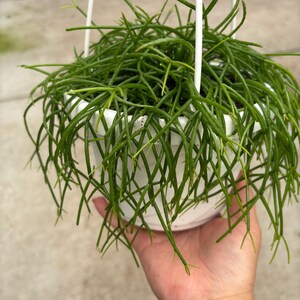6” Rhipsalis Cashero Hanging Basket - Rooted Bushy Mistletoe Plant ...