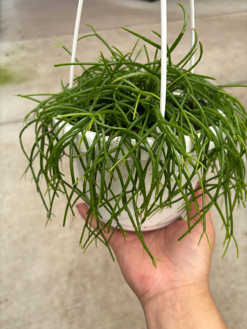 6” Rhipsalis Cashero Hanging Basket - Rooted Bushy Mistletoe Plant ...