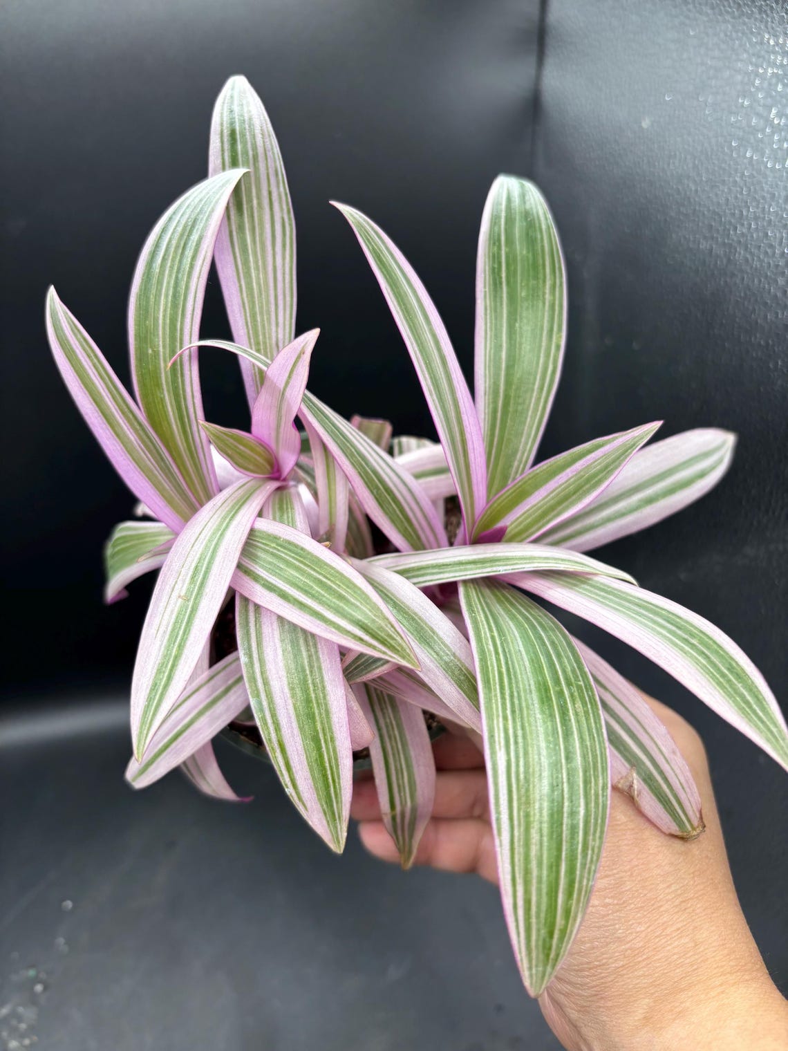 4” RHOEO RAINBOW Tradescantia Pot - Spathacea Wandering Dude Pot ...