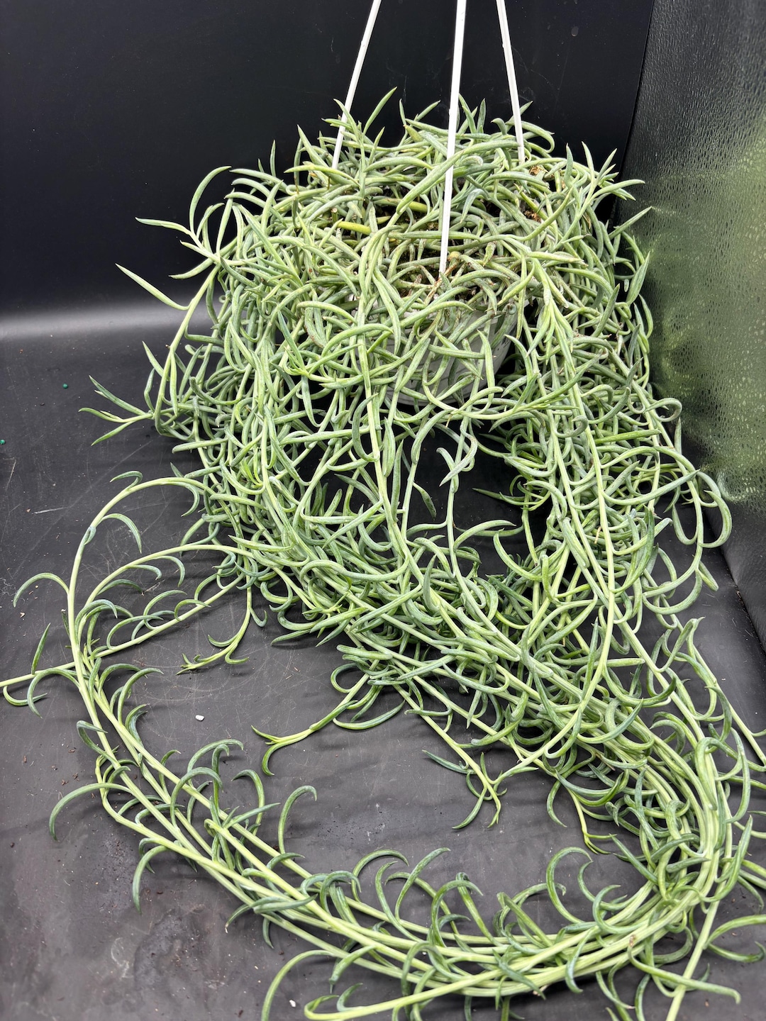 6” String of Fish Hooks Hanging Basket - Uncommon Trailing & Fully ...